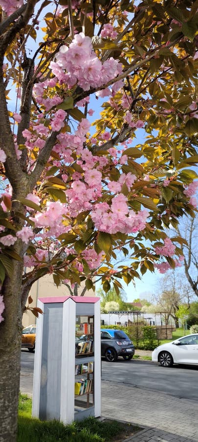 Cherry Blossoms Sakura and a Converted Telephone Booth into a Library ...