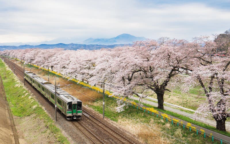 Cherry Blossoms or Sakura and Local Train Stock Image - Image of ...