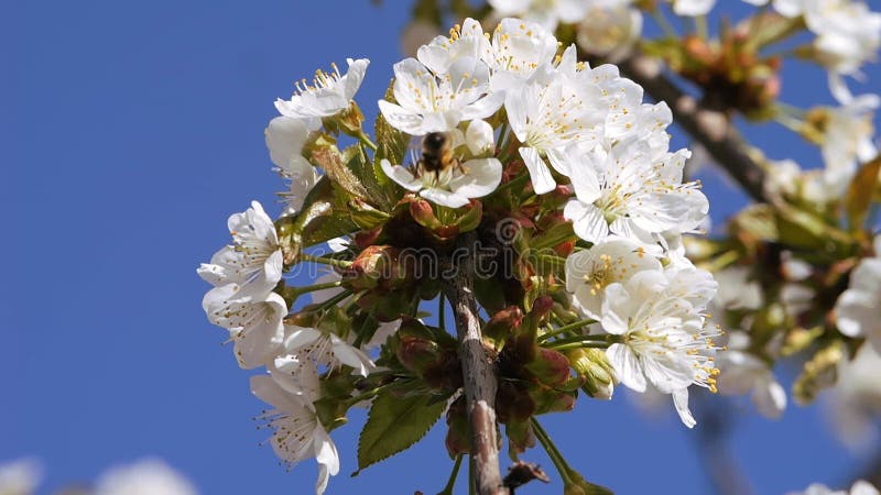 Cherry Blossoms in Spring Against a Blue Sky with Light White Clouds ...