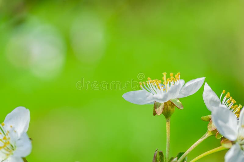 The Cherry Blossoms in Spring in April a Beautiful Magical Sight Stock ...
