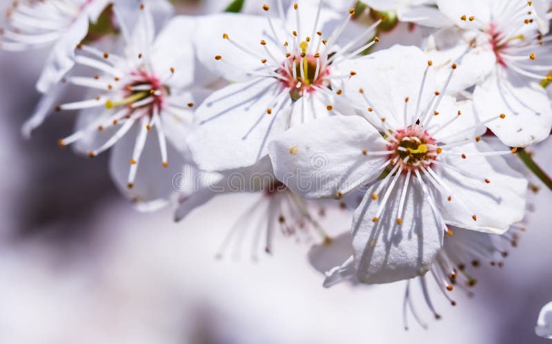 Cherry Blossoms in Spring. Beautiful White Flowers Stock Photo - Image ...
