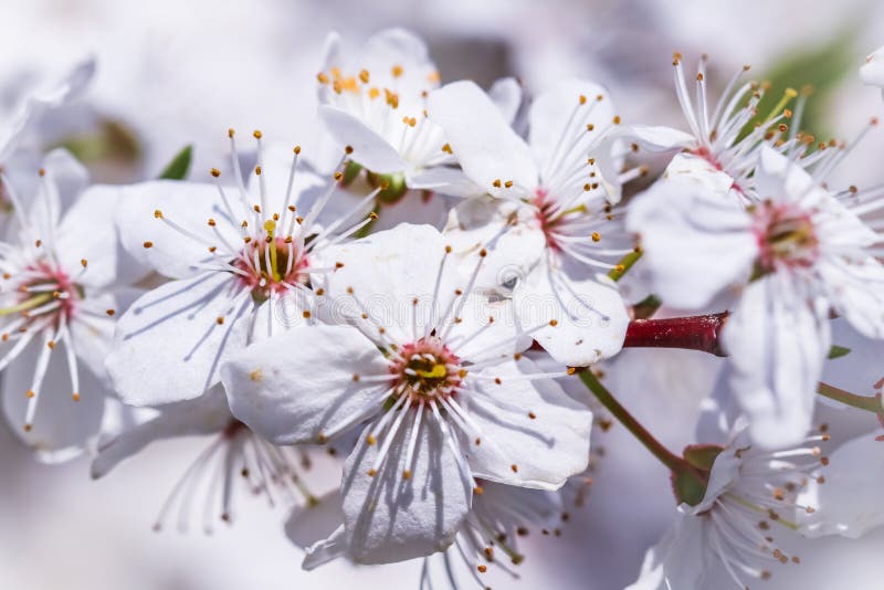 Cherry Blossoms in Spring. Beautiful White Flowers Stock Image - Image ...