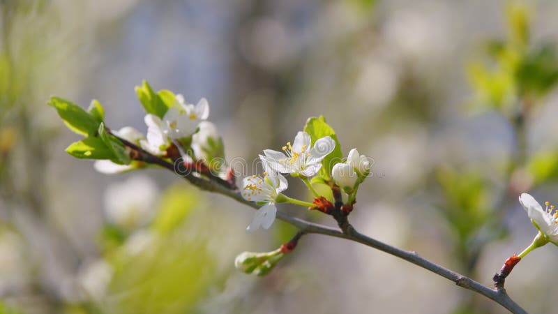 Cherry Blossoms in Spring Concept. White Flowers of Cherry Blossom on ...