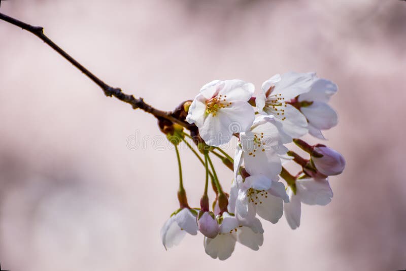 Cherry blossoms stock photo. Image of floral, blooming - 89647922