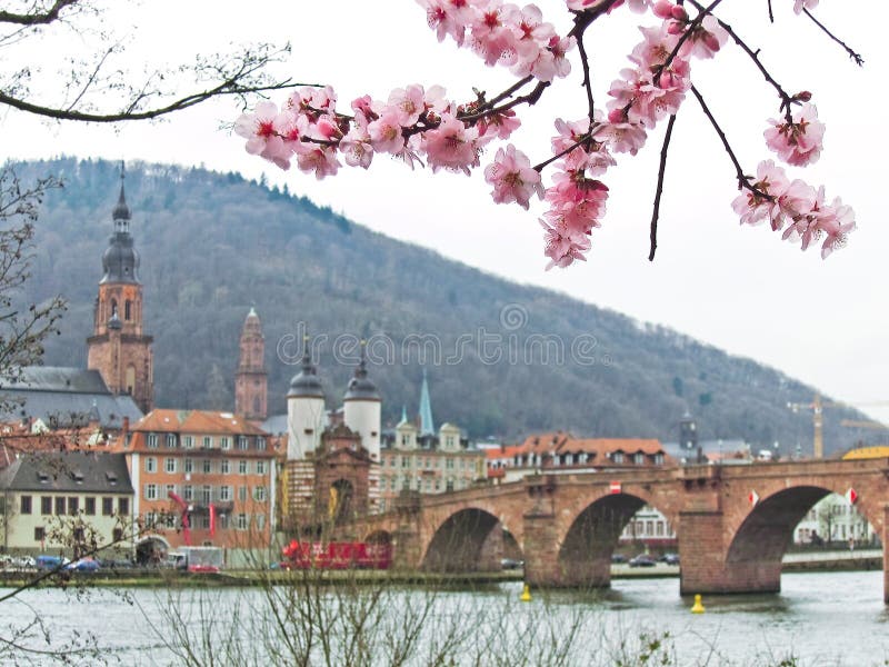 Cherry Blossoms in Spring in Heidelberg, Germany Stock Image - Image of ...