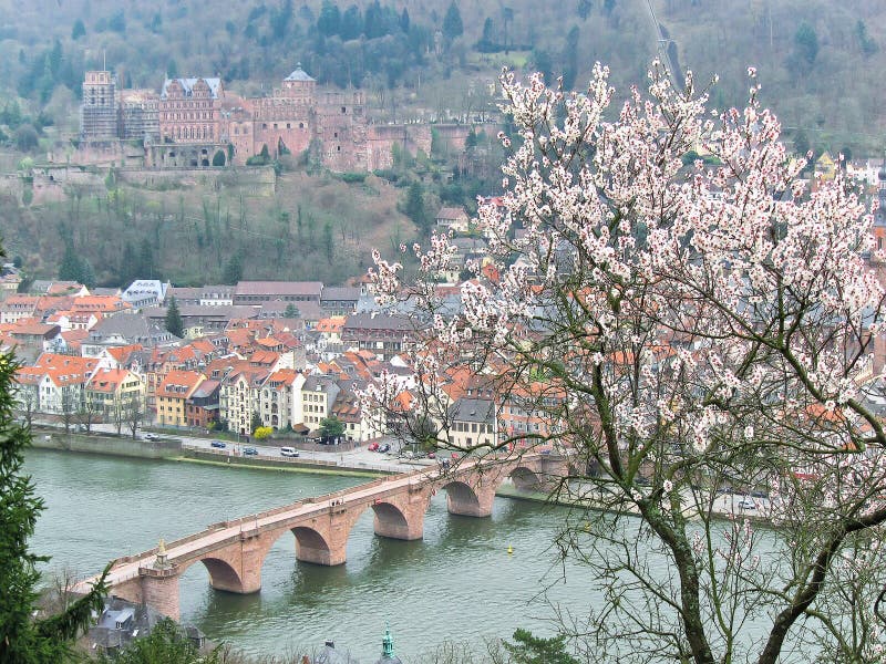 Cherry Blossoms in Spring in Heidelberg, Germany Stock Image - Image of ...
