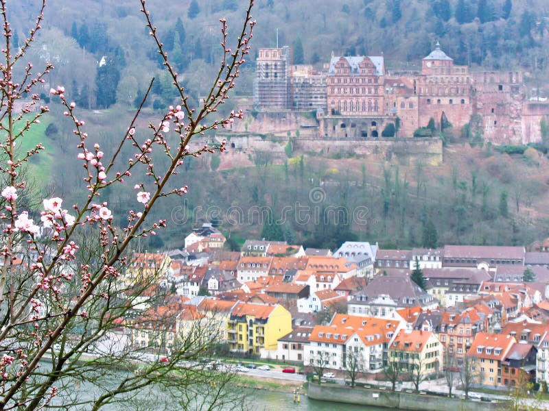 Cherry Blossoms in Spring in Heidelberg, Germany Stock Image - Image of ...