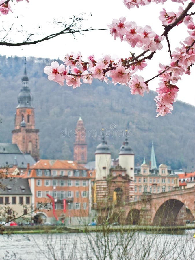Cherry Blossoms in Spring in Heidelberg, Germany Stock Image - Image of ...