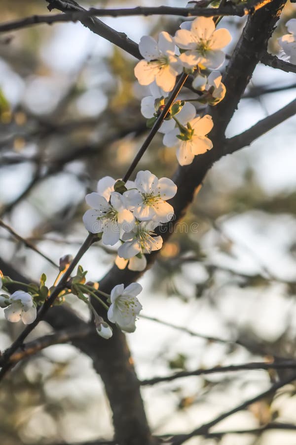 Cherry Blossoms in Spring Park. Beautiful Tree Branches with White ...