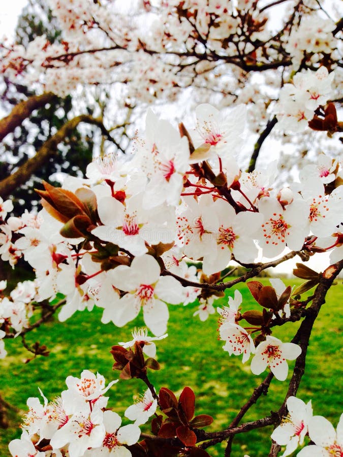 Cherry blossoms in spring stock photo. Image of naturebeauty - 52823940