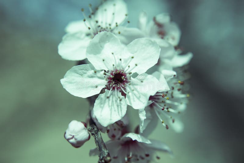 Cherry Blossoms Spring Season Stock Image - Image of blossoming, flora ...