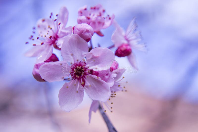 Cherry Blossoms Spring Season Stock Photo - Image of isolated, delicate ...