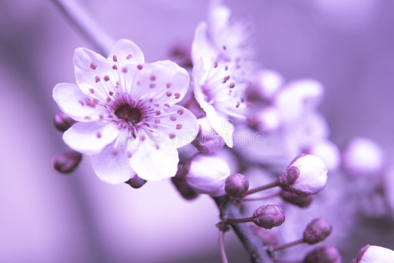 Cherry Blossoms Spring Season Stock Image - Image of floral, cherry ...