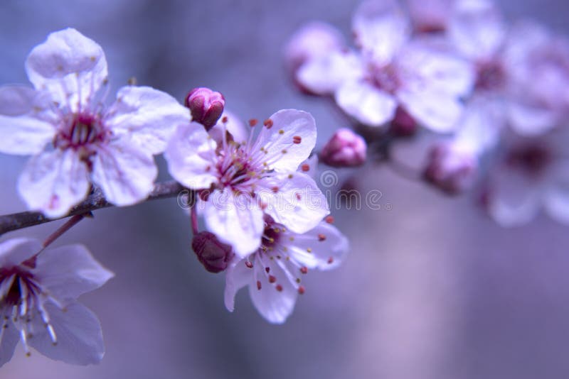 Cherry Blossoms Spring Season Stock Photo - Image of nature, cherry ...