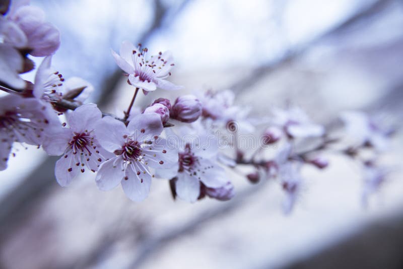 Cherry Blossoms Spring Season Stock Image - Image of horizontal, nature ...