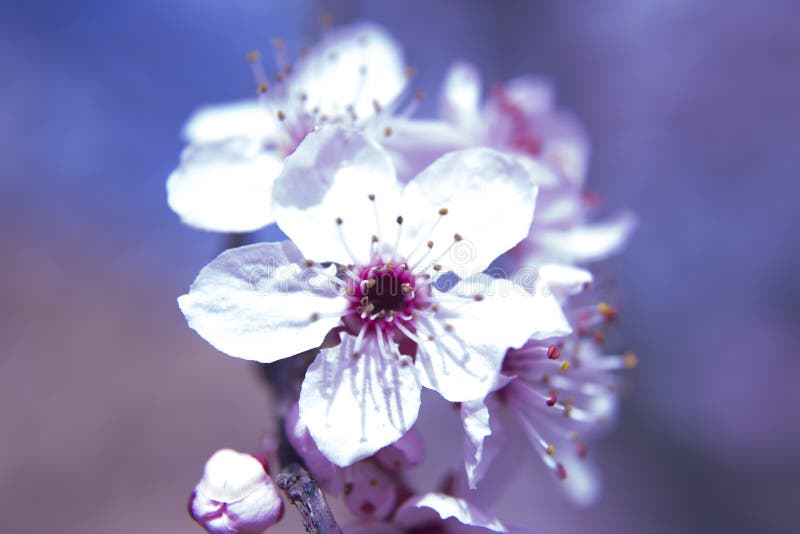 Cherry Blossoms Spring Season Stock Photo - Image of floral, bloom ...