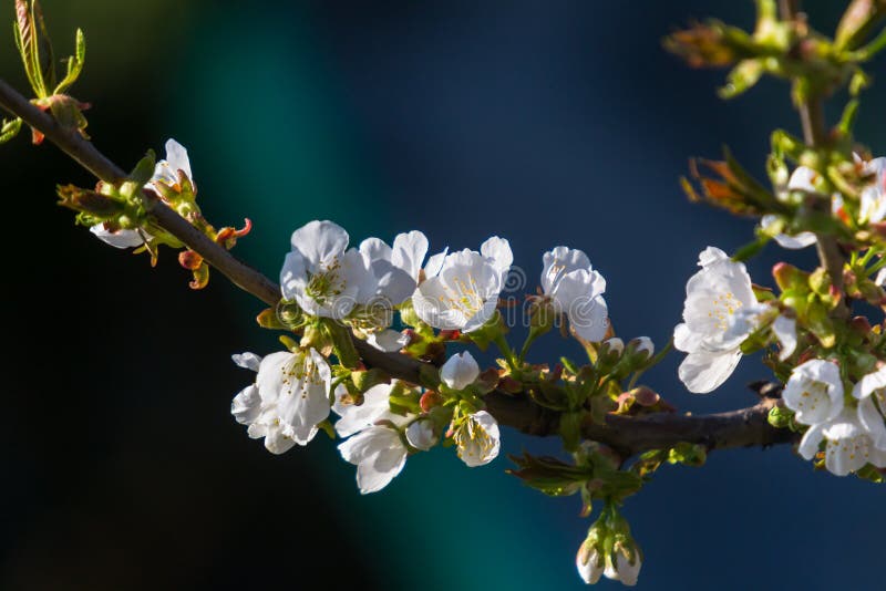 Cherry Blossoms in Spring Season Stock Photo - Image of white, cherry ...