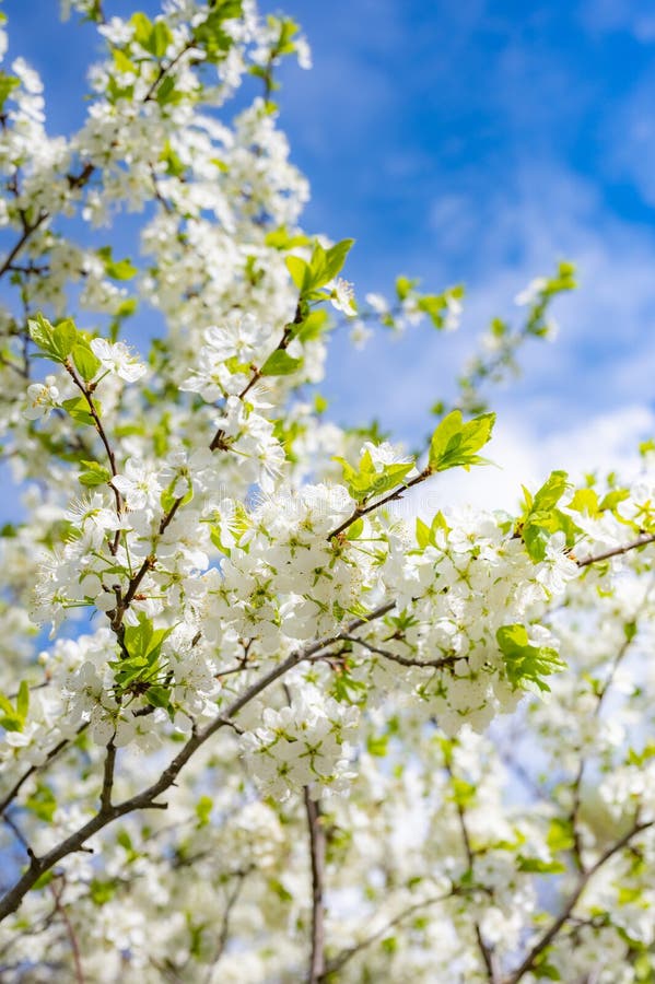 Cherry blossoms in spring stock image. Image of march - 247711237