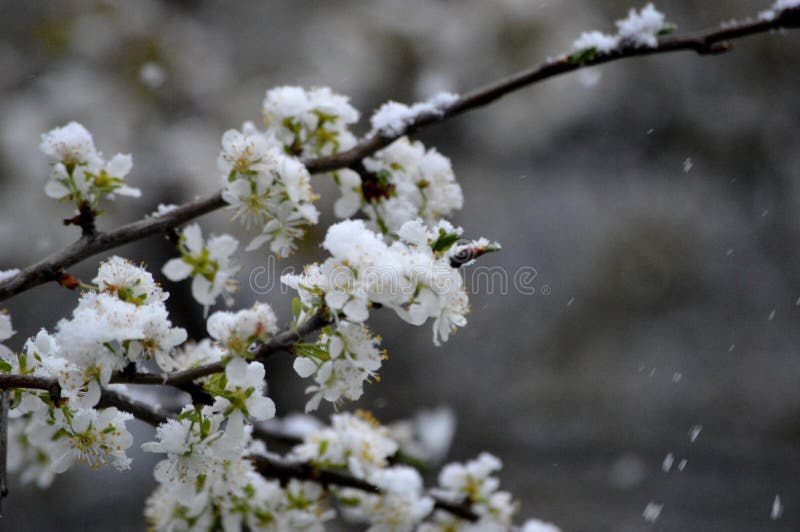 Cherry Blossoms in Spring Under the Snow Stock Image - Image of leaf ...