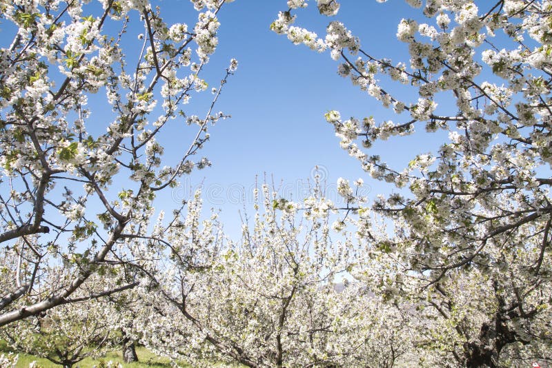 Cherry Blossoms in Springtime Stock Image - Image of flowers ...