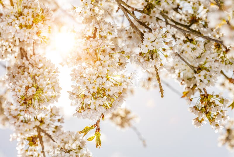 Cherry Blossoms in Springtime Stock Image - Image of floral, botany ...