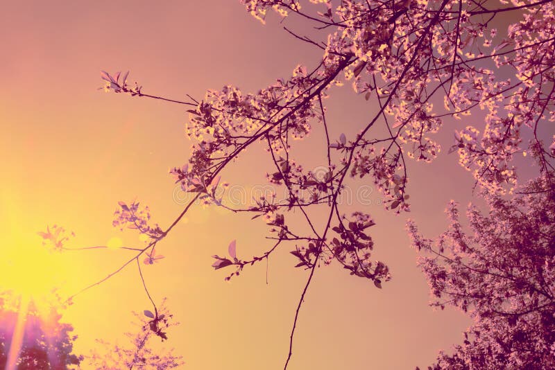 Cherry Blossoms and Sun Rays. Stock Photo - Image of romantic ...