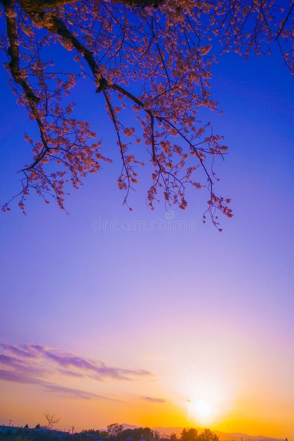 Cherry blossoms and sunset stock photo. Image of nature - 301358238