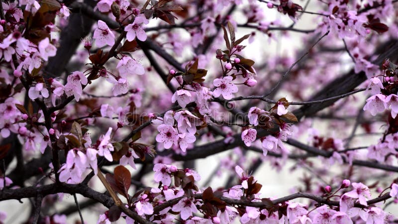 Cherry Blossoms, the Symbol of Spring and Rebirth Stock Footage - Video ...