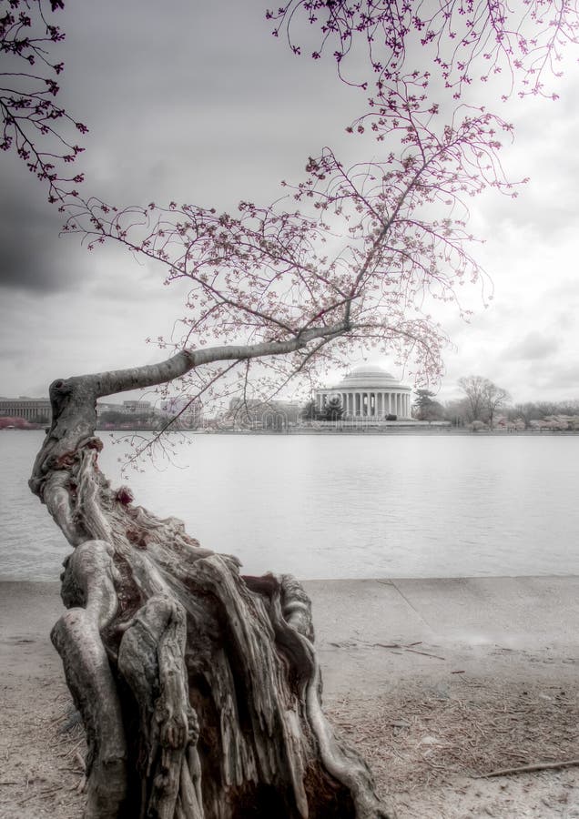 Cherry Blossoms at the Tidal Basin Stock Photo - Image of washington ...