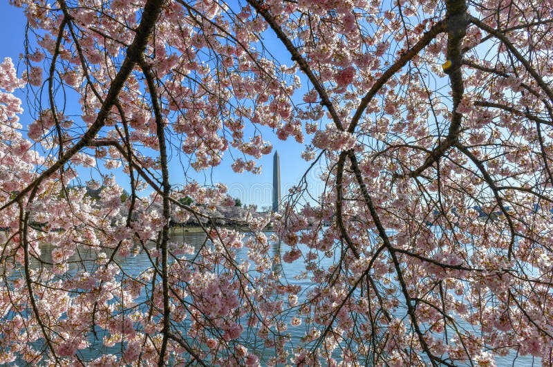 Cherry Blossoms - Washington, DC Stock Image - Image of landscape, park ...