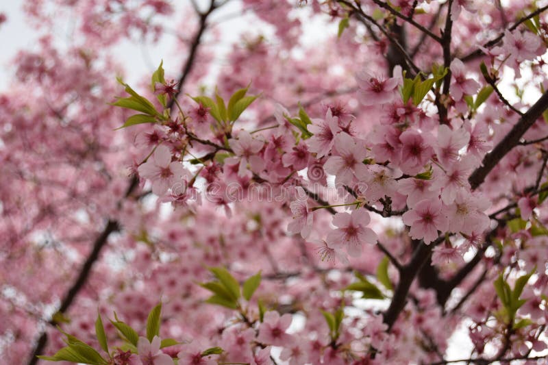 Cherry Blossoms in Tokyo Japan. Spring is Called Sakura in Japan. Stock ...