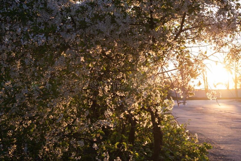 Cherry Blossoms. Cherry Tree Blossom. Sunset in the Evening. Rays of ...