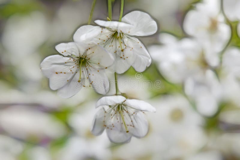Cherry Blossoms on Tree Branches and Green Leaves Stock Image - Image ... Cherry Blossoms on Tree Branches and Green Leaves Stock Image - Image ...