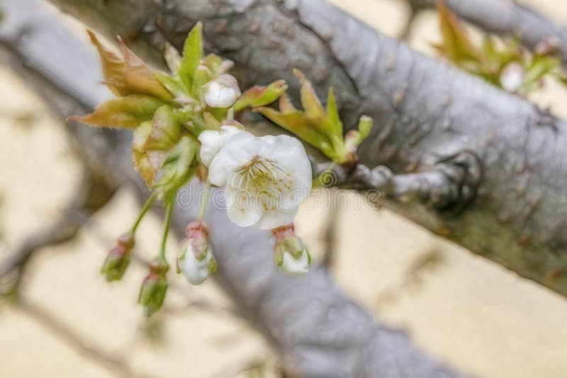 Cherry Blossoms on Tree Branches and Green Leaves Stock Image - Image ...
