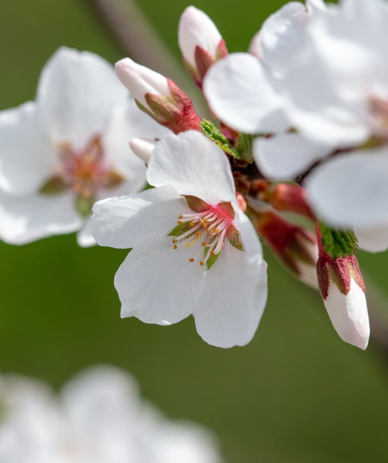 Cherry Blossoms on a Tree in Spring. Stock Photo - Image of green ...