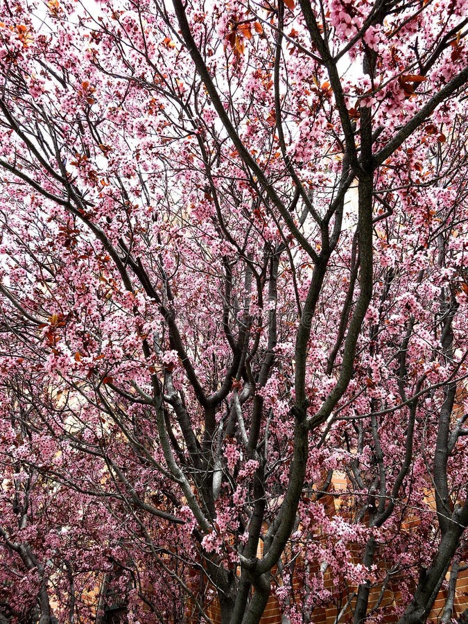 Cherry Blossoms on Tree in Springtime Stock Image - Image of leaf ...