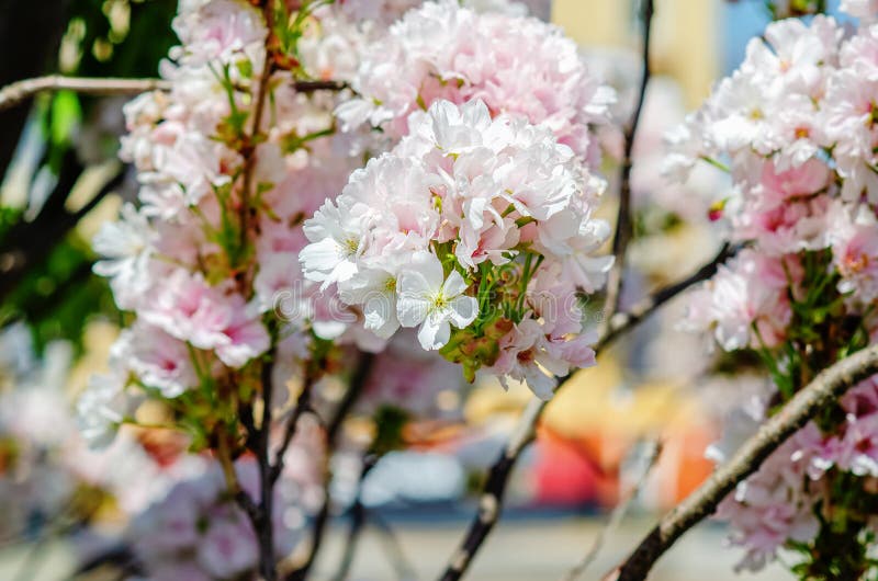 Cherry Blossoms on the Trees in the City Stock Image - Image of park ...