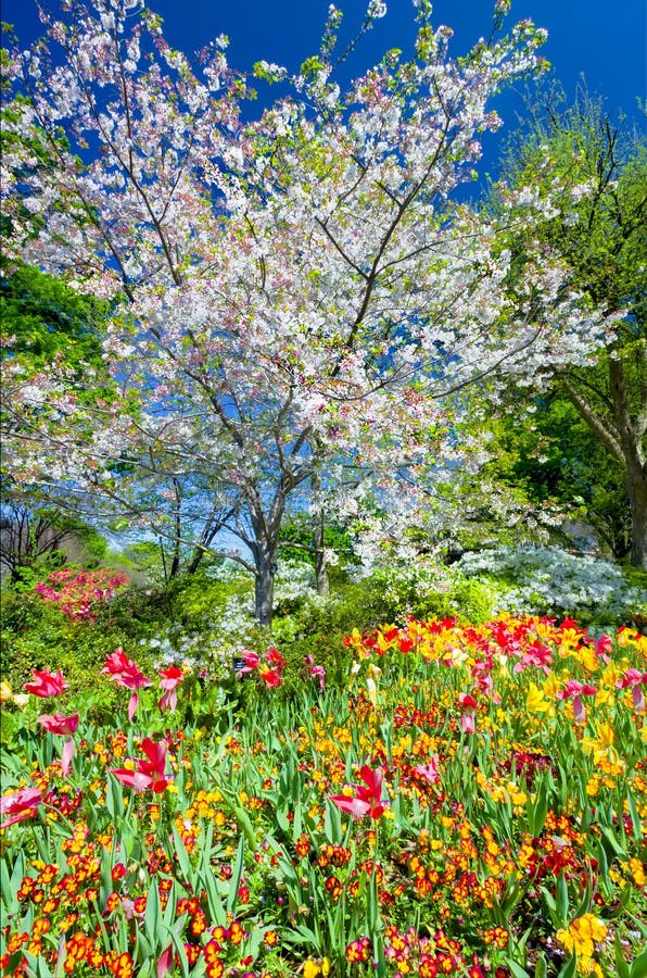 153 Plant Tulips Texas Stock Photos - Free & Royalty-Free Stock Photos ...