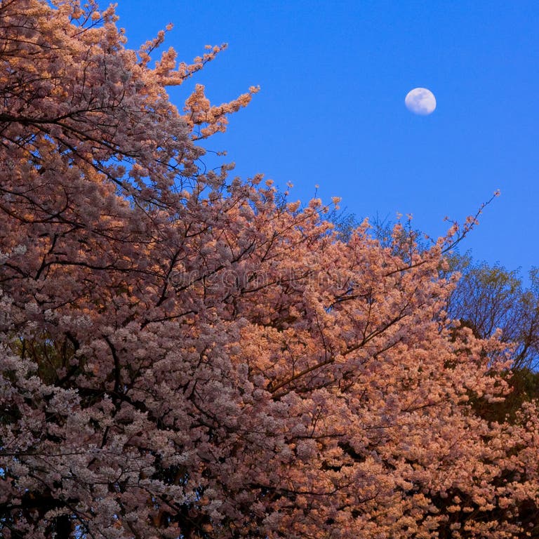 931 Sakura Gif Moon Stock Photos - Free & Royalty-Free Stock Photos ...