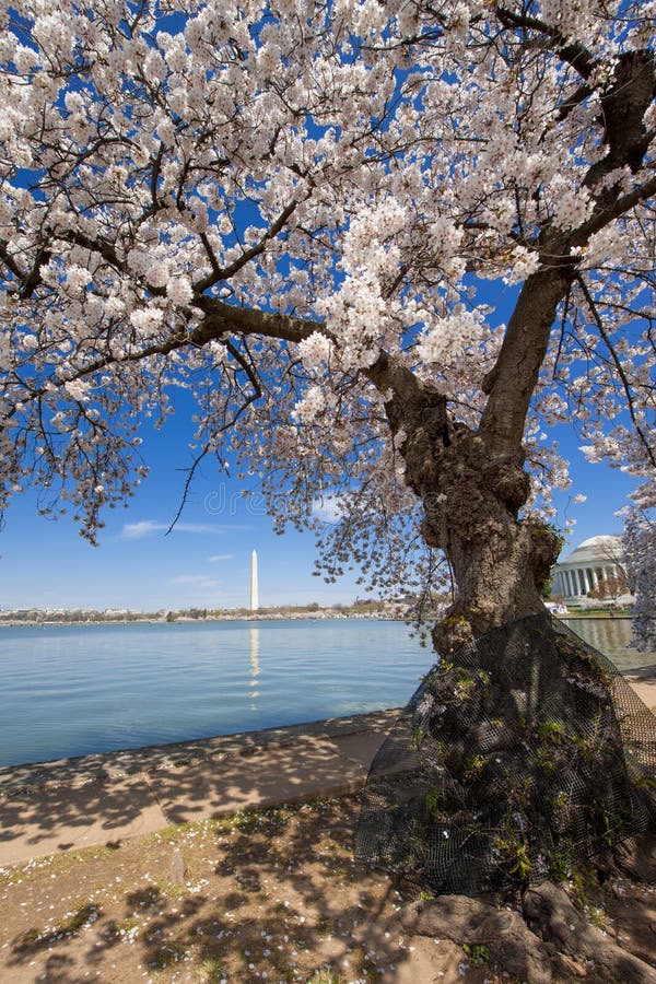 Cherry Blossoms in Washington DC Stock Photo - Image of bloom, capitol ...
