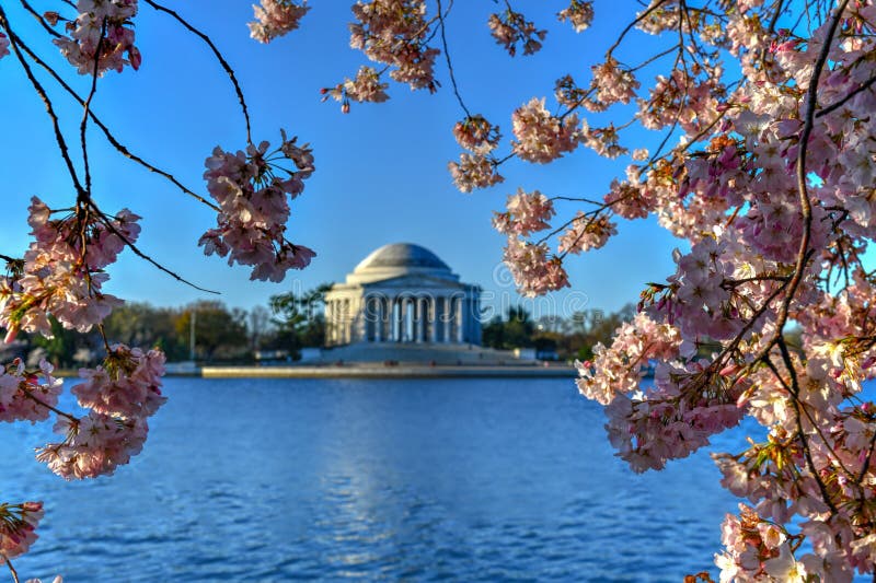 Cherry Blossoms - Washington, DC Stock Photo - Image of capital ...