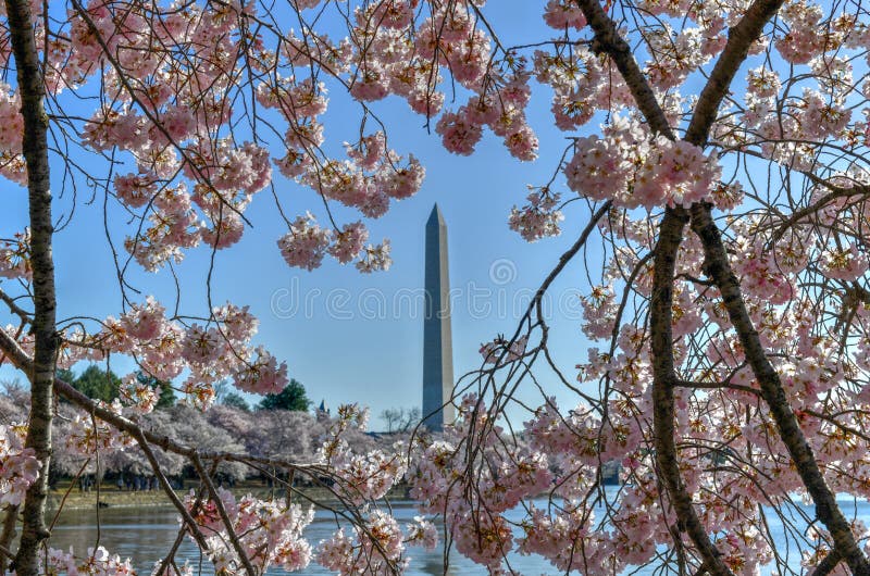 Cherry Blossoms - Washington, DC Stock Photo - Image of cherry ...