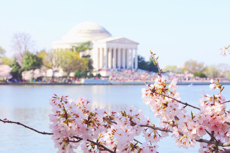 Cherry Blossoms in Washington DC Stock Photo - Image of tree, branch ...