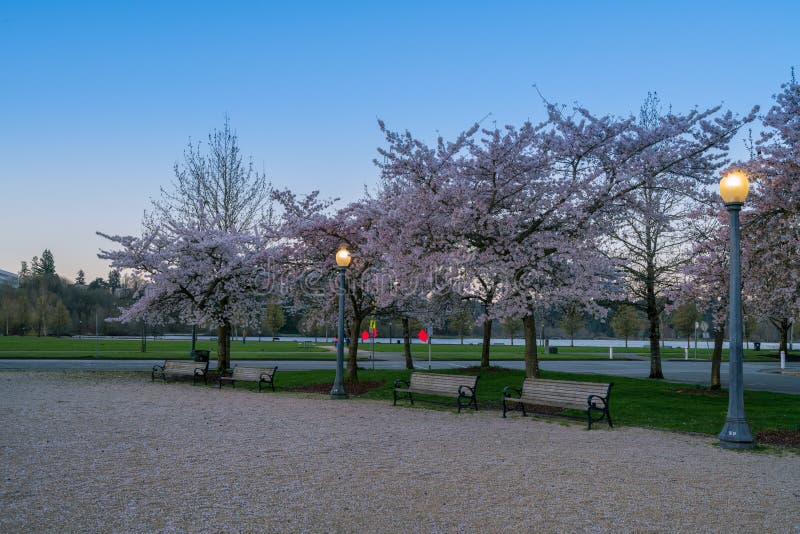 Cherry Blossoms Washington State Stock Photo - Image of path, lonely ...
