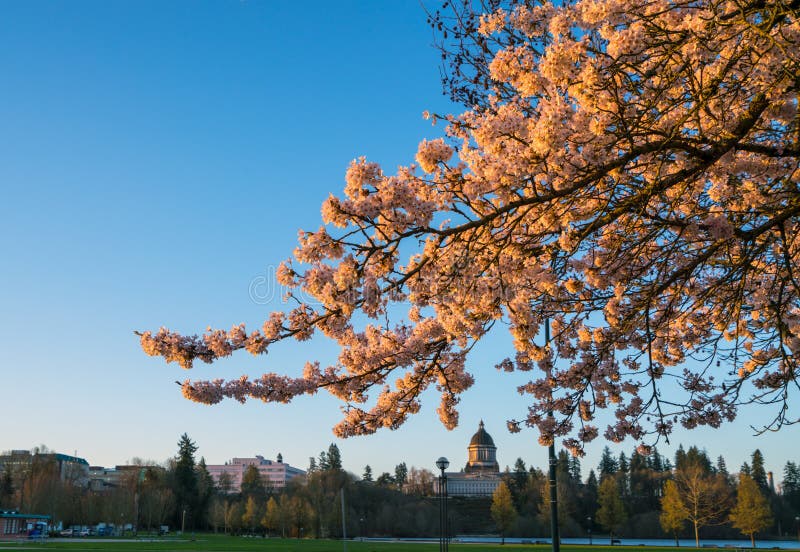 Cherry Blossoms Washington State Stock Photo - Image of state ...