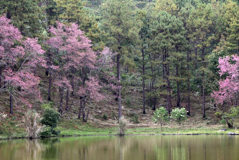 Cherry blossoms and forest stock photo. Image of natural - 141553978