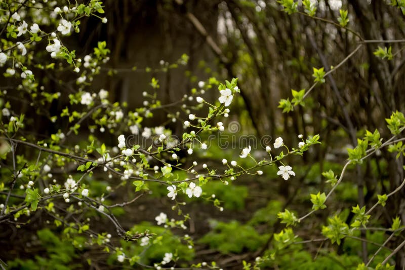 Cherry Blossoms. White Cherry Buds in the Middle of the Forest. Fruit ...