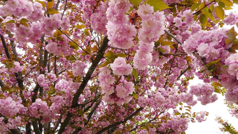 Cherry Blossoms (Yaezakura) in the Spring 12 Stock Footage - Video of ...
