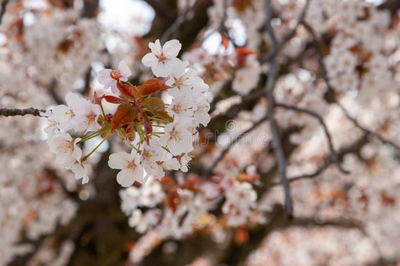 Cherry Blossoms and Young Leaves in Springtime Glow Stock Image - Image ...