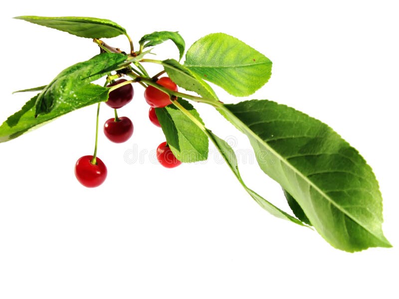 Cherry on the Branch with Leaves Stock Image - Image of black, food ...